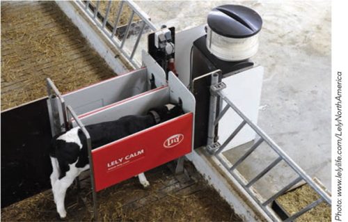 Are You Building A New Calf Barn? - Crystal Creek