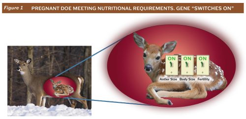 Nutrition For Whitetail Does: The Key To Larger Bucks - Crystal Creek