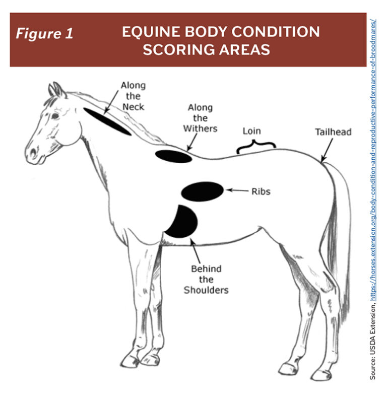 Maximizing Equine Reproductive Performance