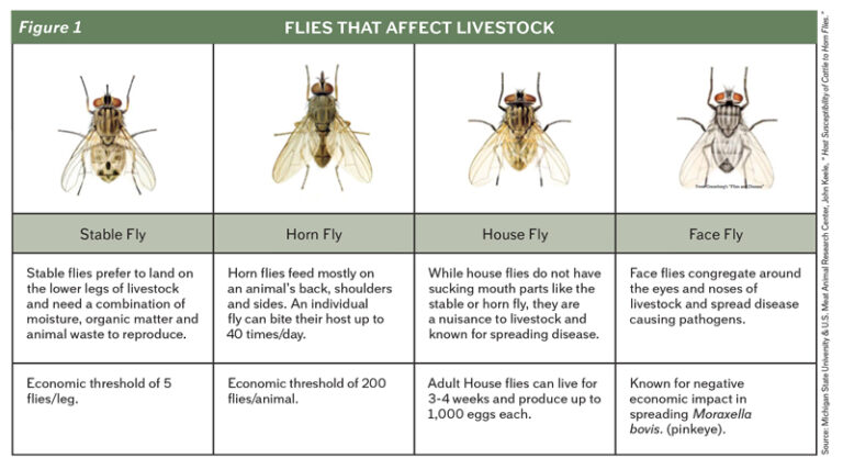 The Impact Of Fly Pressure & Fly Control