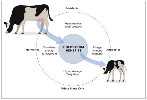 Colostrum: More Than Just Antibodies - Crystal Creek