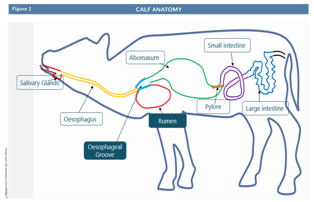 How To Feed Calves? MilkBar™ Teats Can Improve Calf Gut Health ...